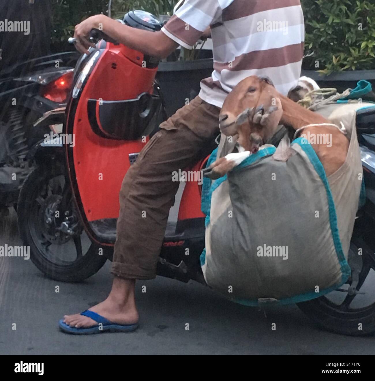 Goat transport hi-res stock photography and images - Alamy