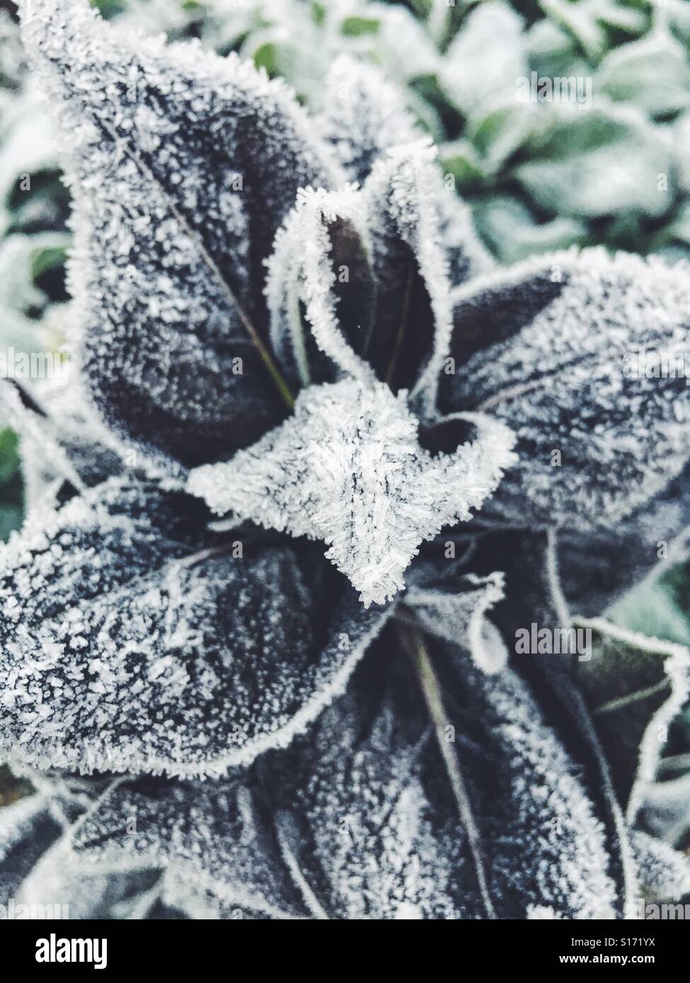 Crunchy plant hi-res stock photography and images - Alamy