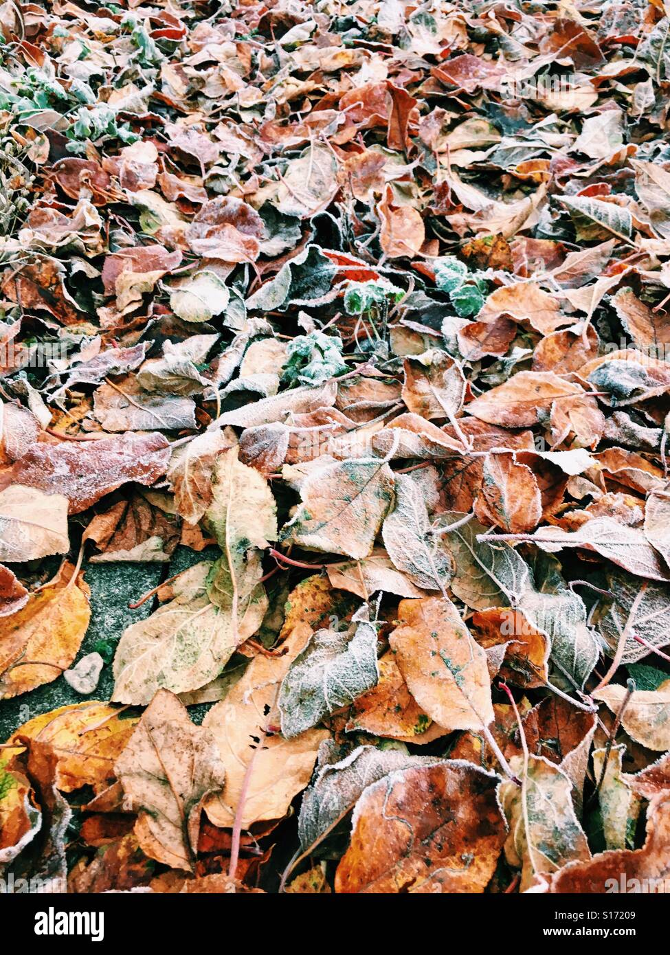 Crunch leaves hi-res stock photography and images - Alamy