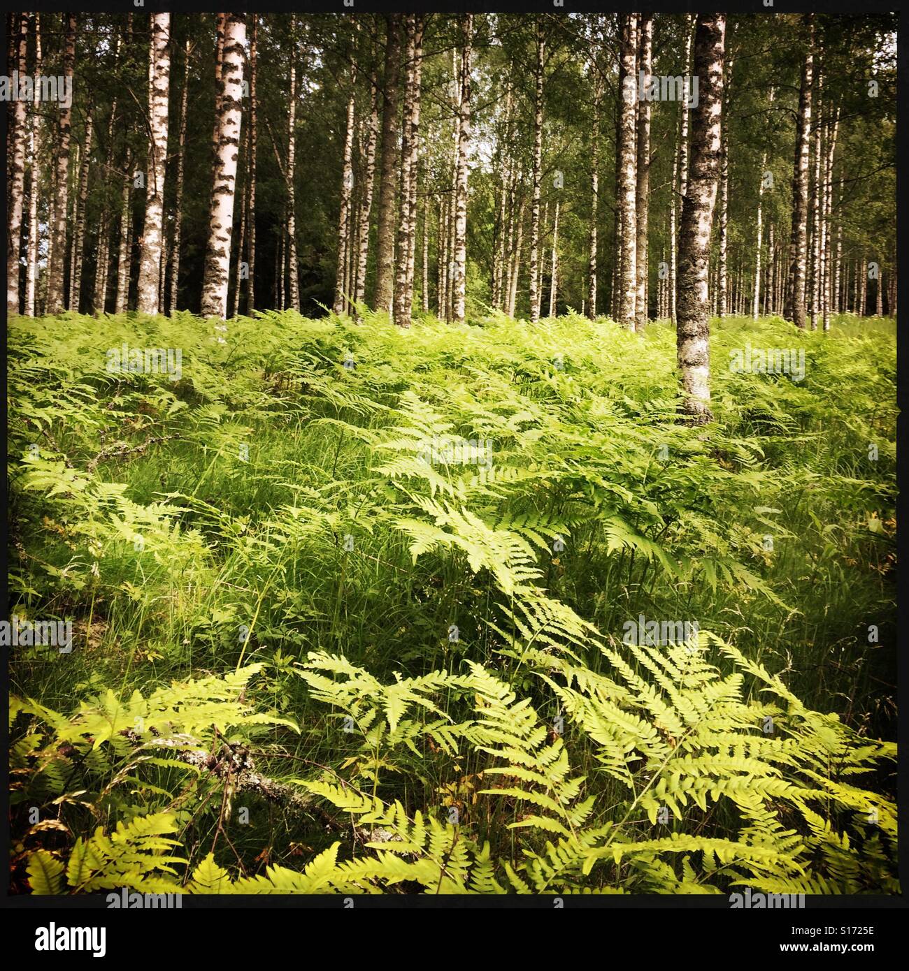 Rich in forest hi-res stock photography and images - Alamy