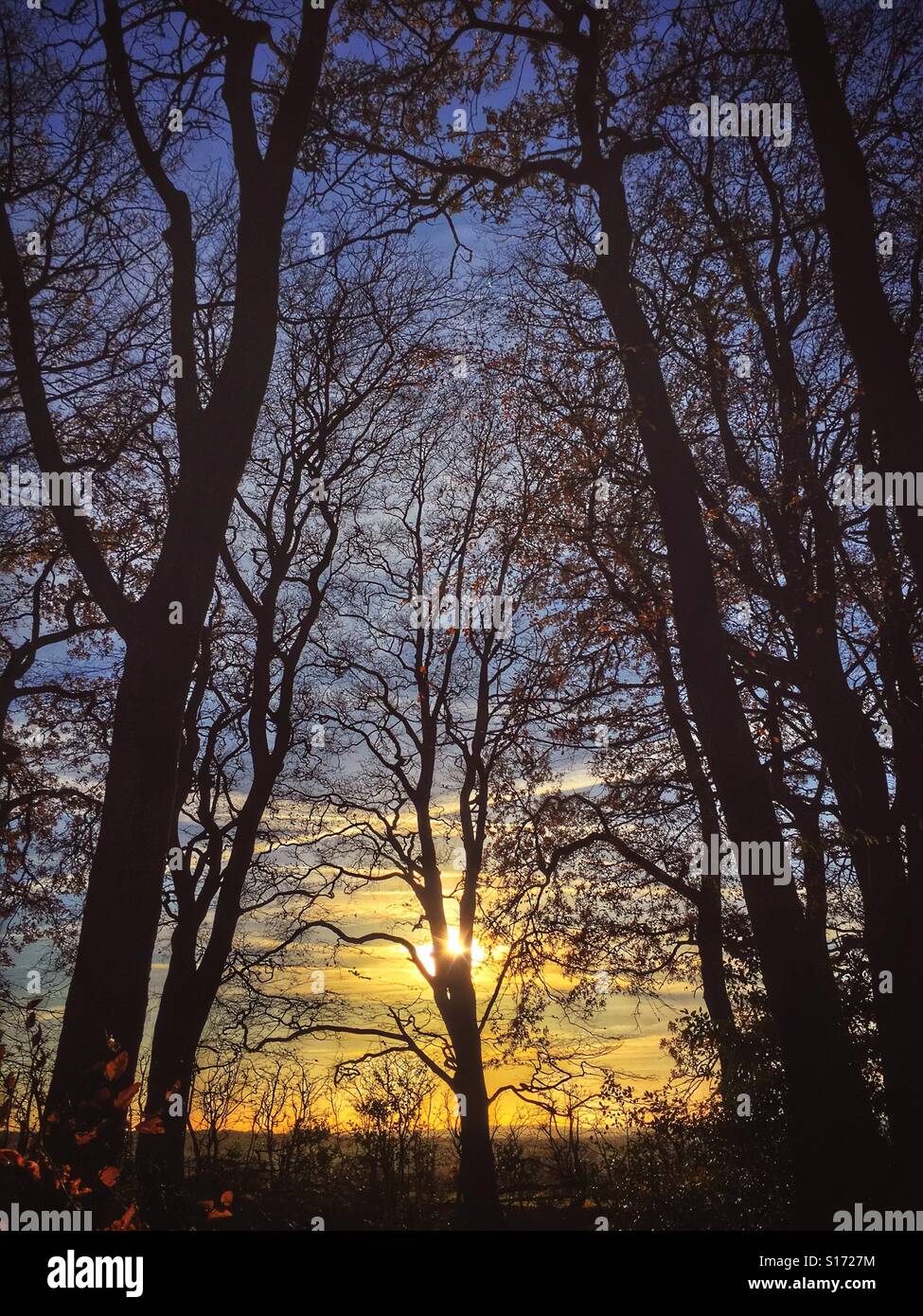 Late afternoon sun bursting between branches of tree Stock Photo - Alamy