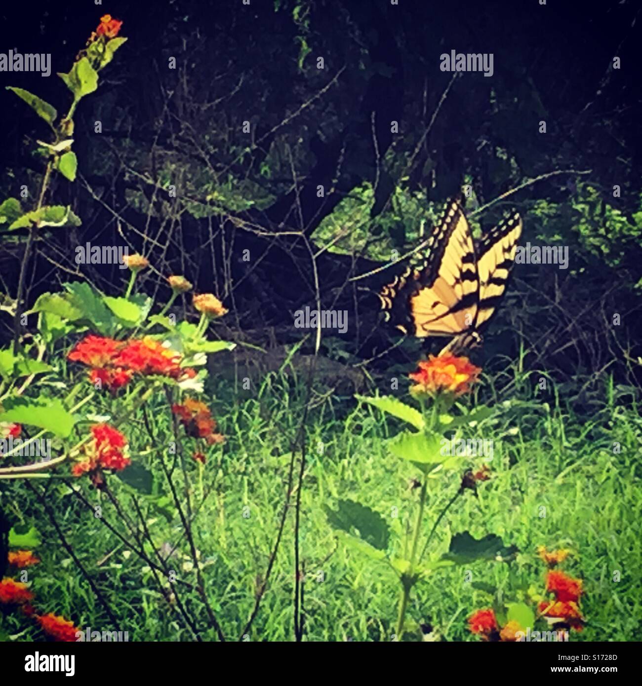 Butterfly in field of flowers hi-res stock photography and images - Alamy