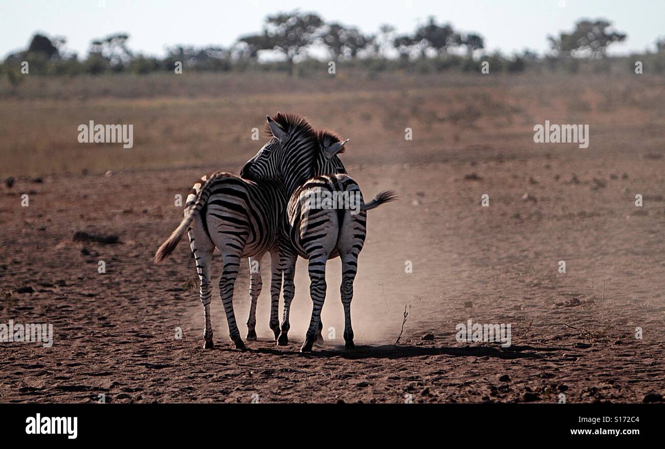 Cuddling zebra hi-res stock photography and images - Alamy