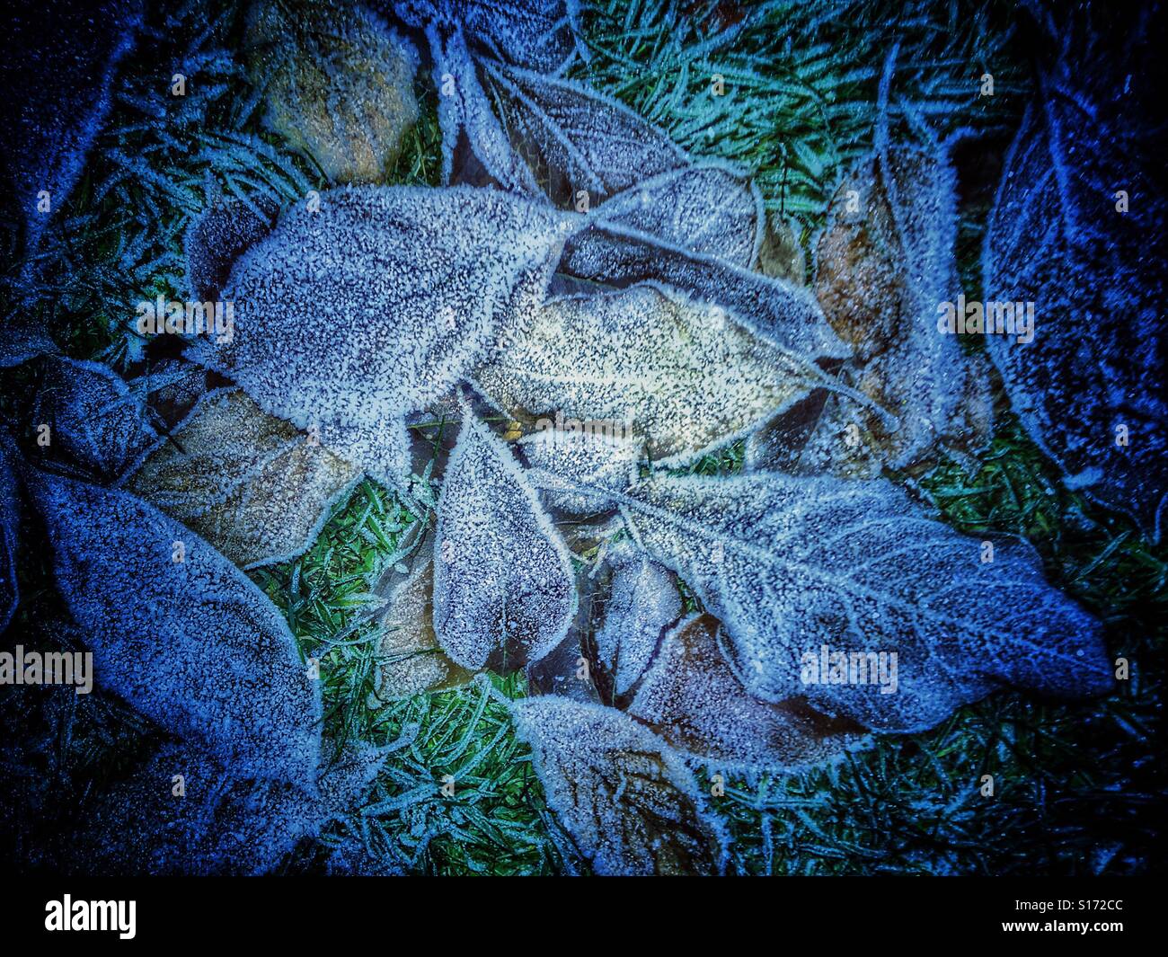 Patterns in Nature - Frosty leaves by flash on a cold winter's night ...