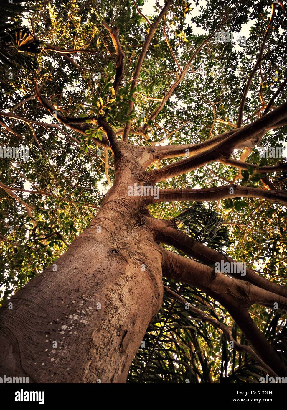 Higuera tree hi-res stock photography and images - Alamy
