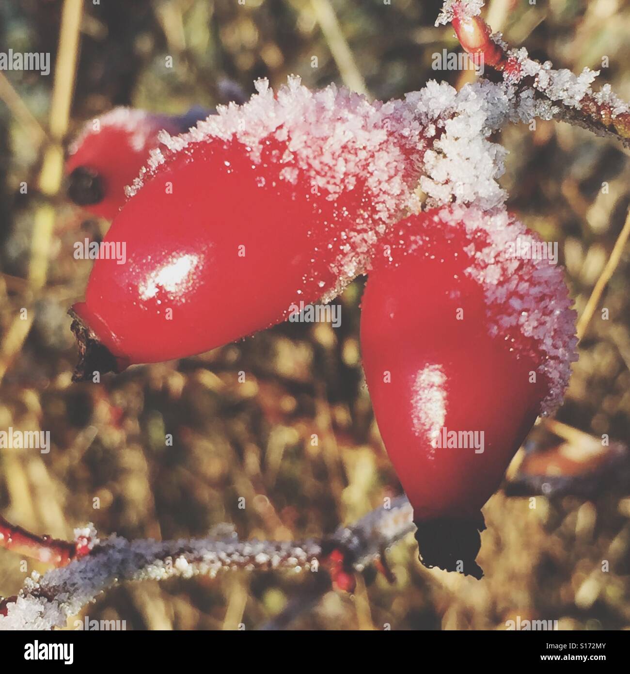 Frost rose hip hi-res stock photography and images - Alamy