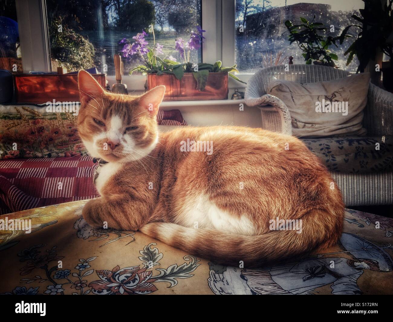 Cat sitting on the table hi-res stock photography and images - Alamy