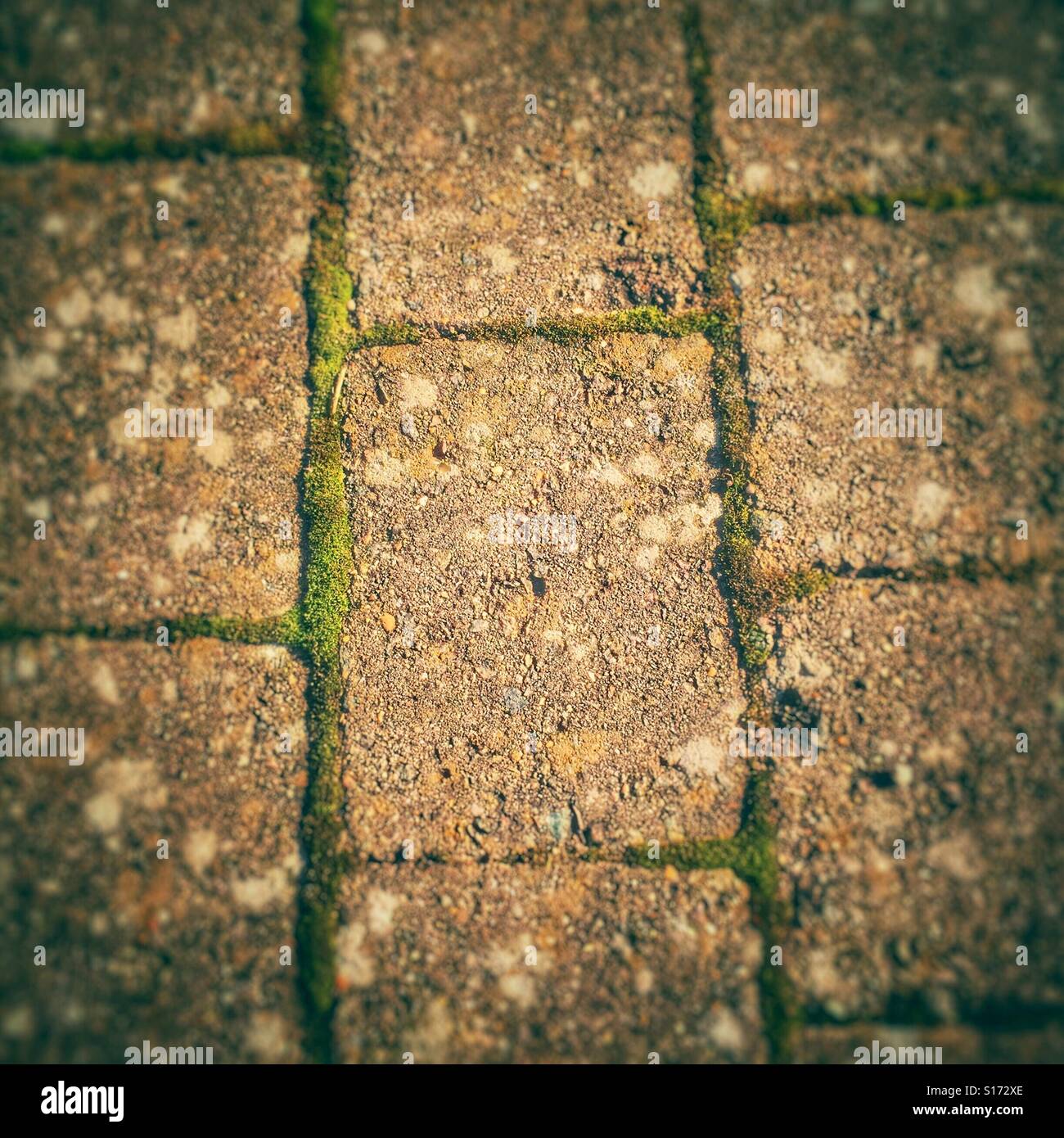 Paving stone moss hi-res stock photography and images - Alamy