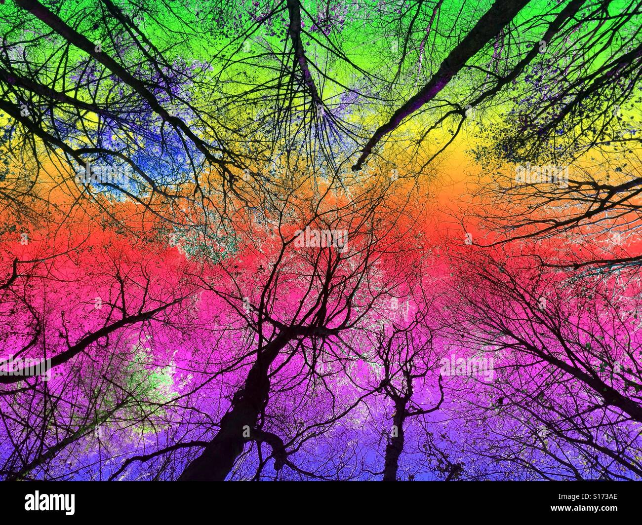 Tree overlay hi-res stock photography and images - Alamy