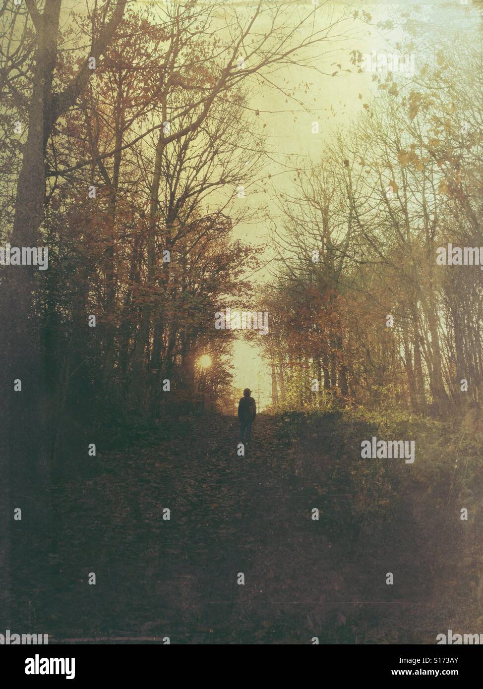 Lone man in woods Stock Photo - Alamy