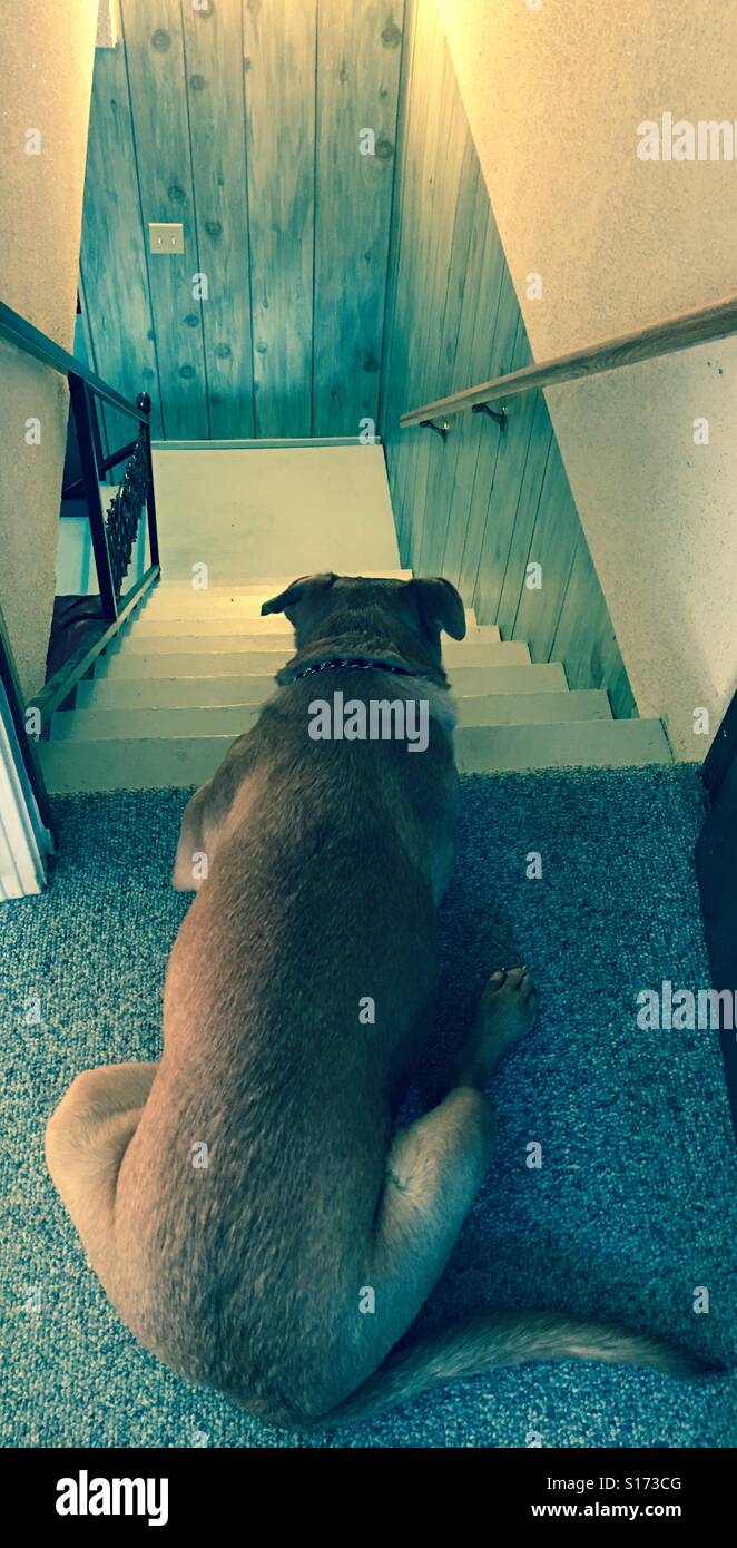Dog waiting for owner to come home hi-res stock photography and images ...