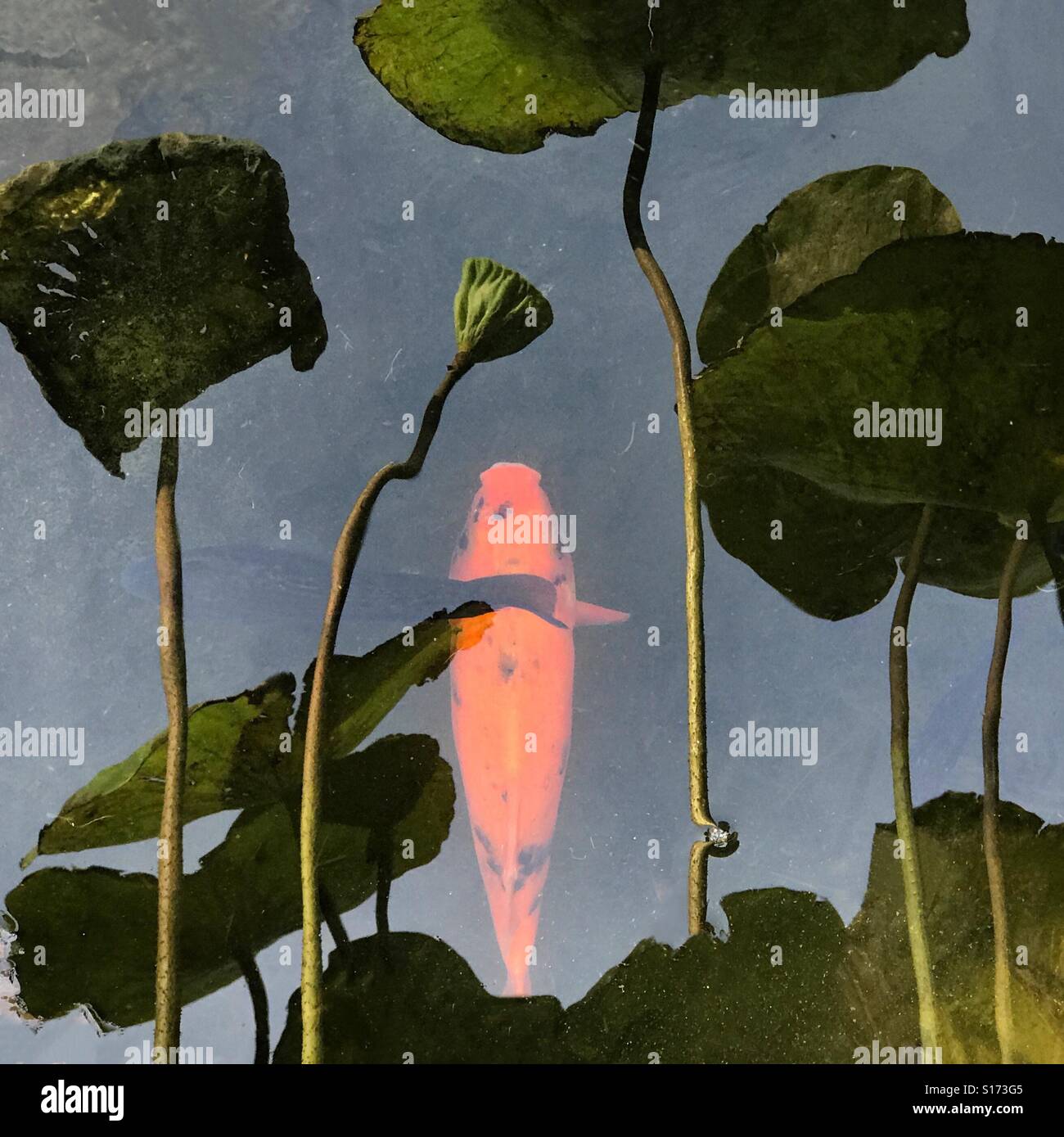 Lotus koi hi-res stock photography and images - Alamy