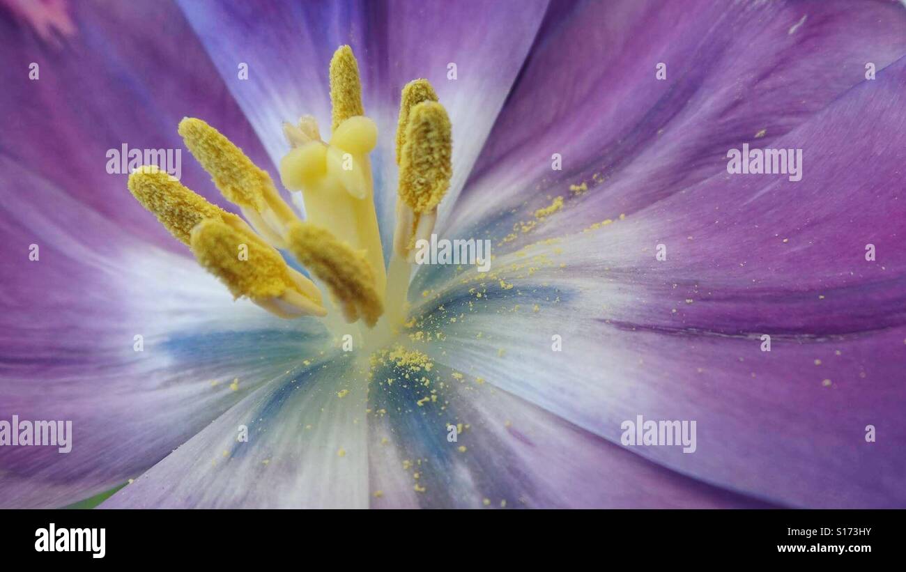 Inside of a tulip hi-res stock photography and images - Alamy