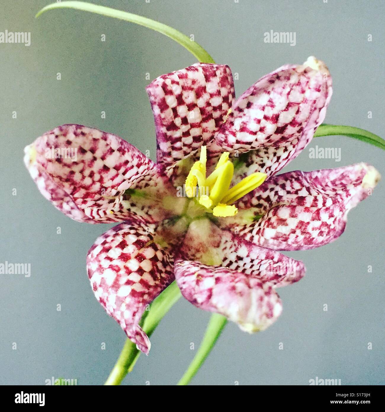 Real flower hi-res stock photography and images - Alamy