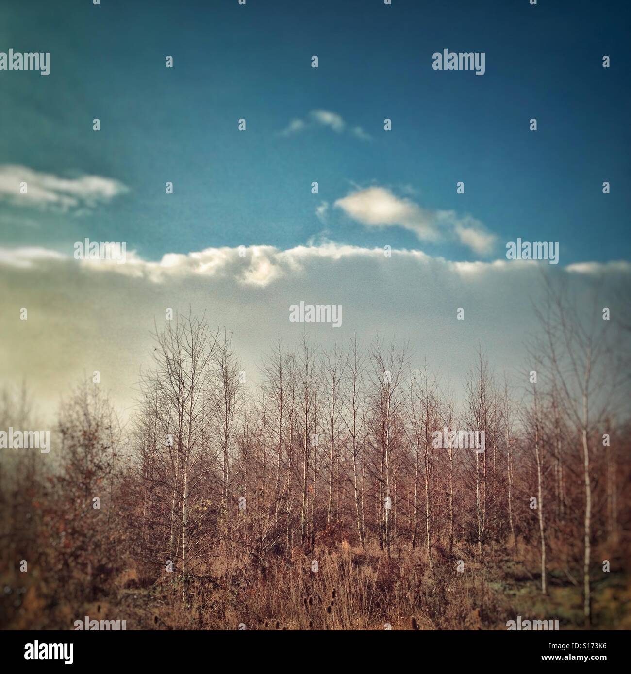 Young silver birch hi-res stock photography and images - Alamy