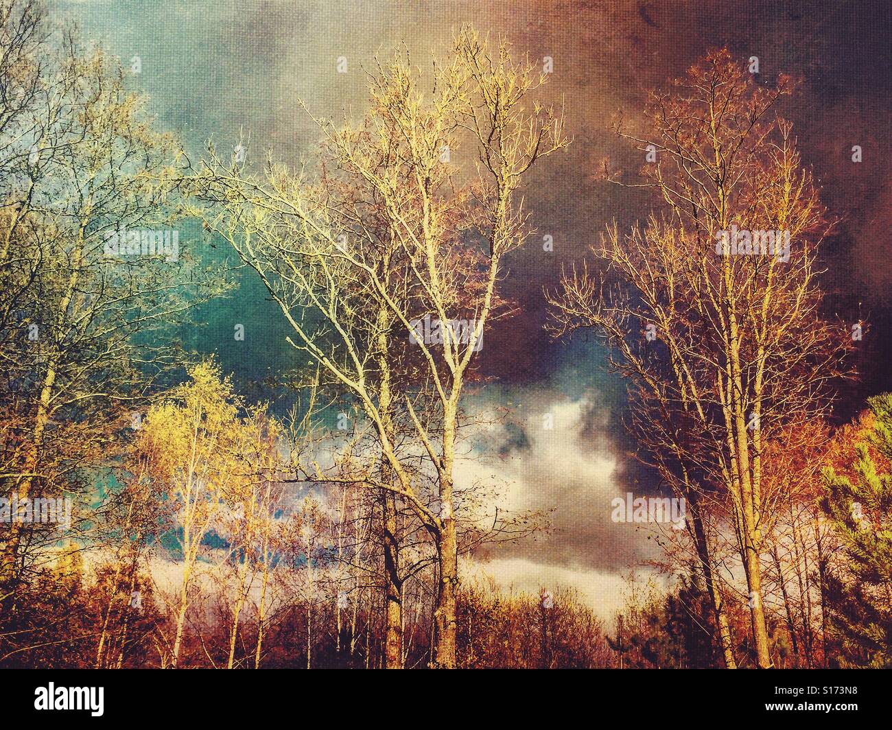 November trees hi-res stock photography and images - Alamy