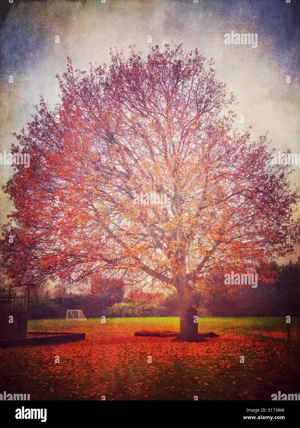 A man stands under a tree on a park that has shed most of it's leave ...