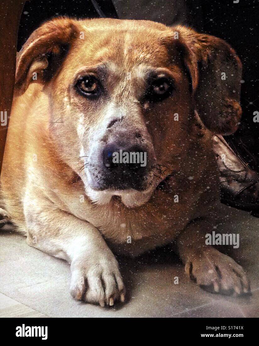 Dog under table Stock Photo - Alamy