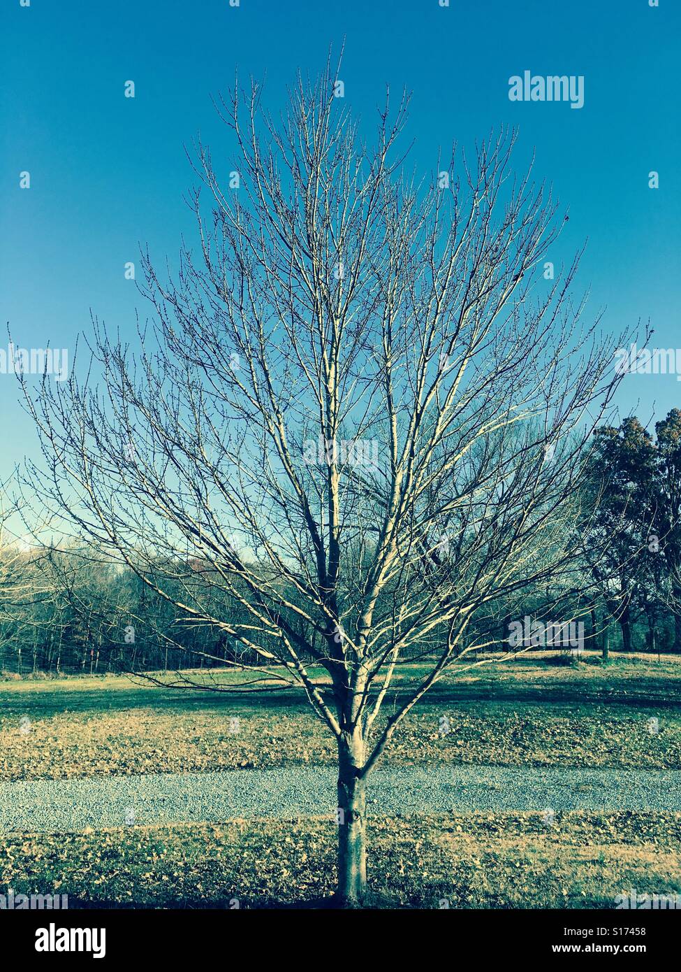 Tree no leaves hi-res stock photography and images - Alamy