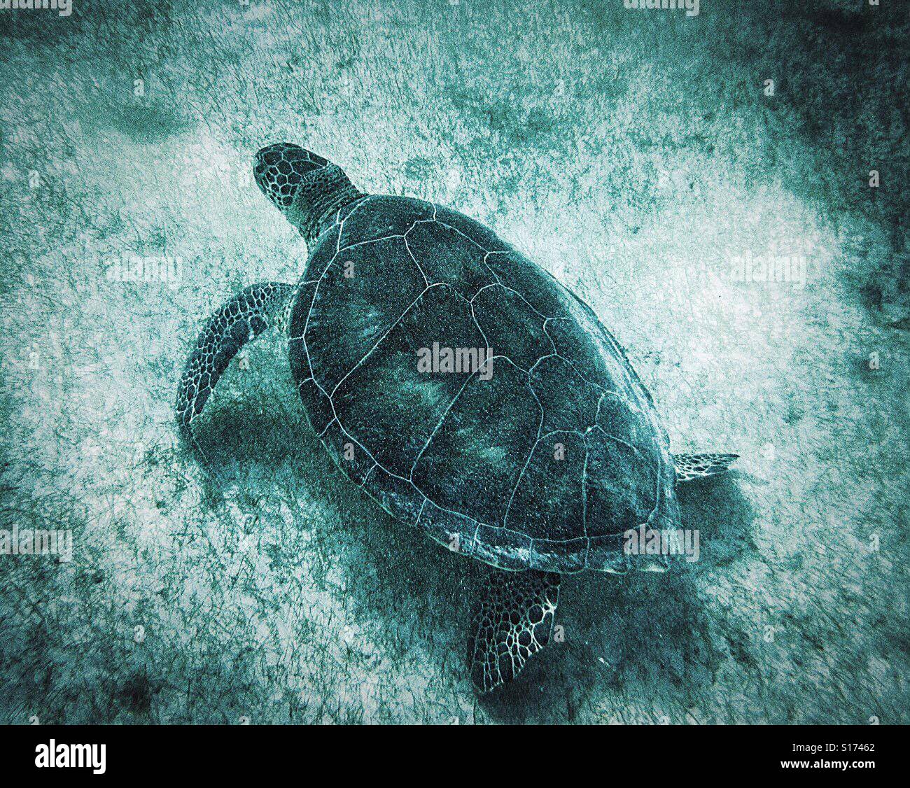 Turtle in the Caribbean Stock Photo - Alamy