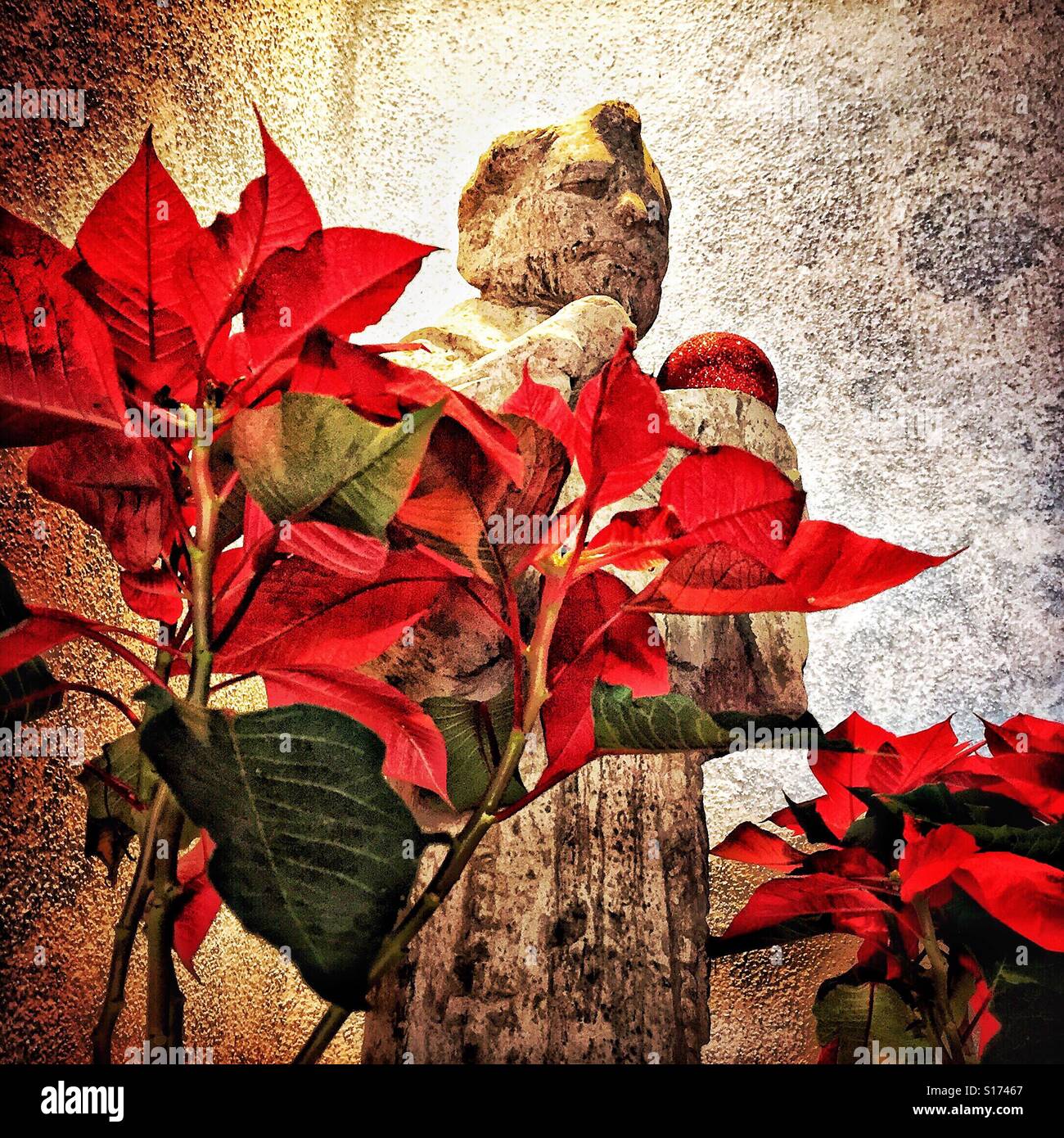 Poinsettia plants surround a cantera stone statue of St. Francis of ...
