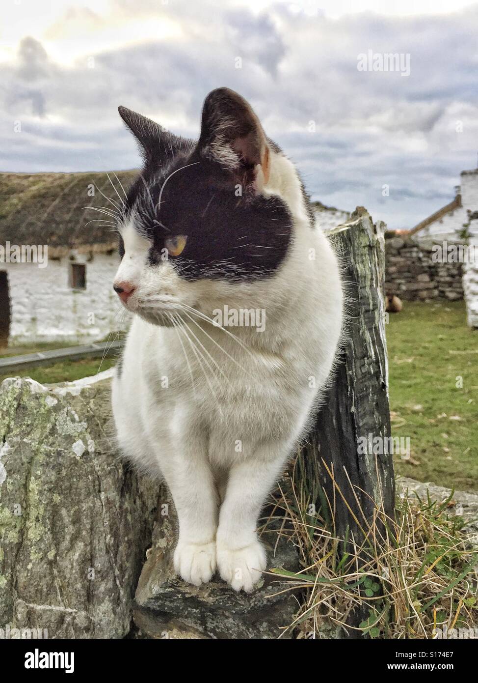 Kitten profile hi-res stock photography and images - Alamy