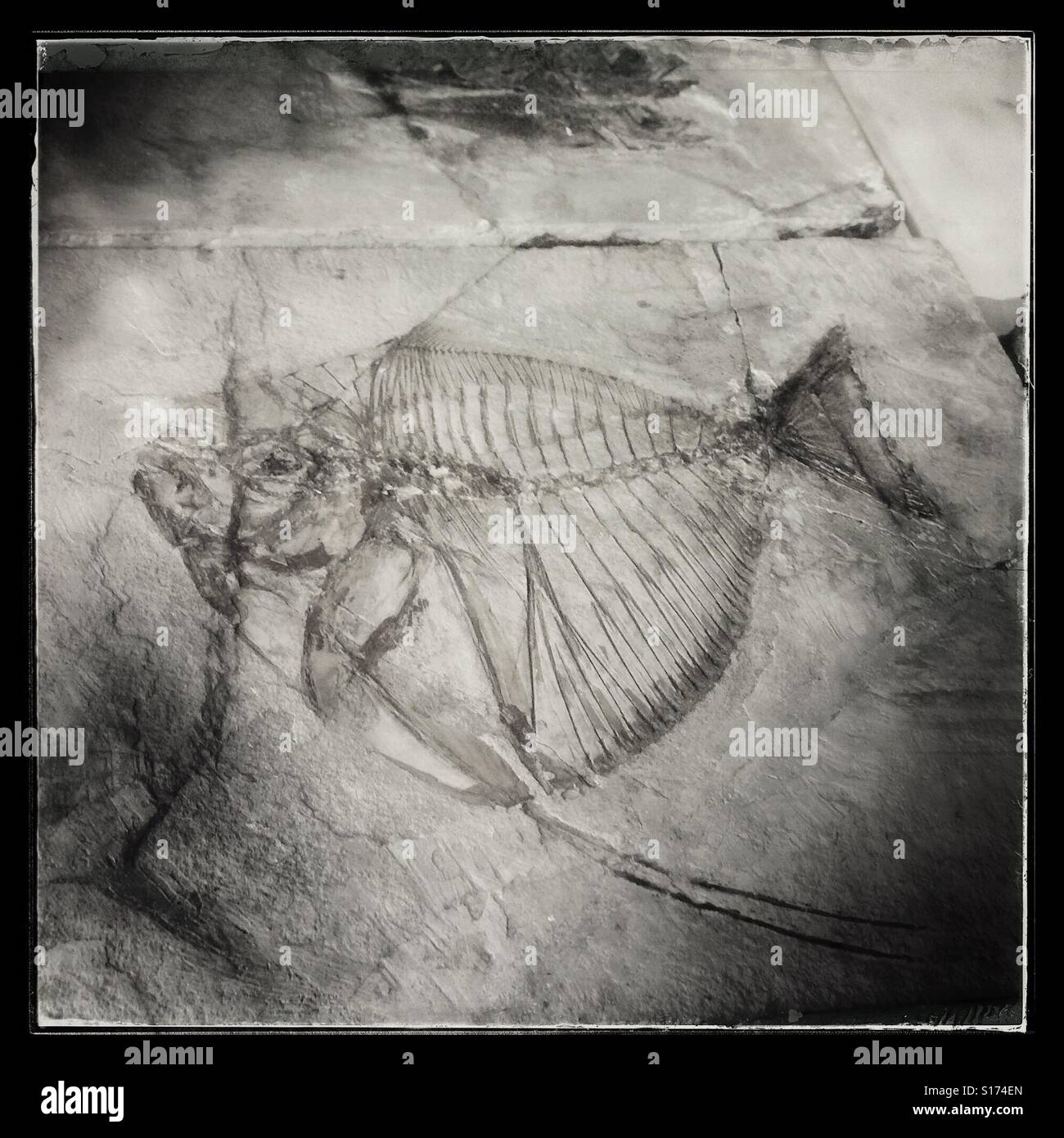 Fossilised fish hi-res stock photography and images - Alamy