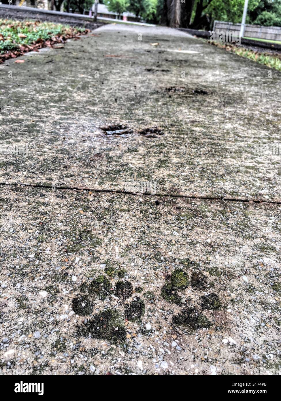 Paw prints hi-res stock photography and images - Alamy