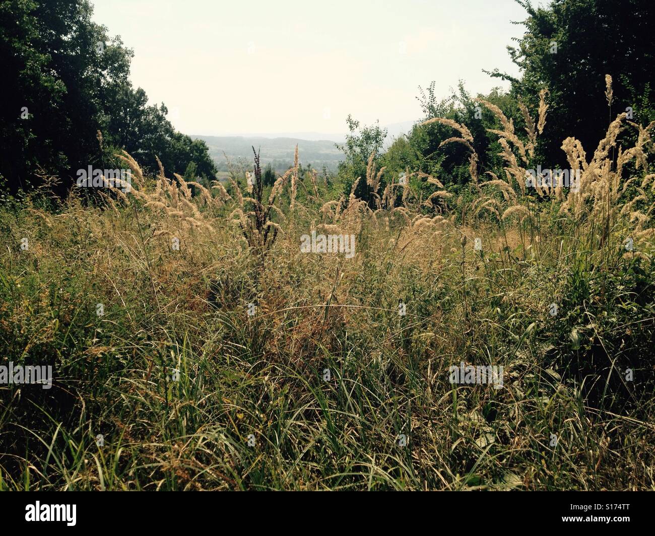 Meadow grass on forest hi-res stock photography and images - Alamy