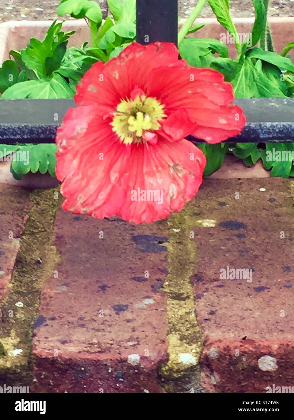 Poppies behind fence hi-res stock photography and images - Alamy