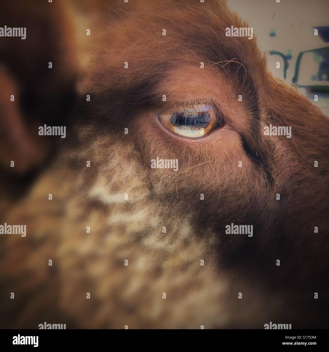 Sheep Eye High Resolution Stock Photography and Images - Alamy