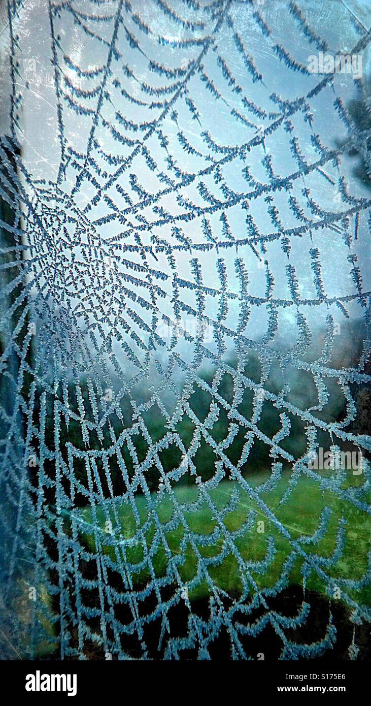 Spider web in winter Stock Photo - Alamy