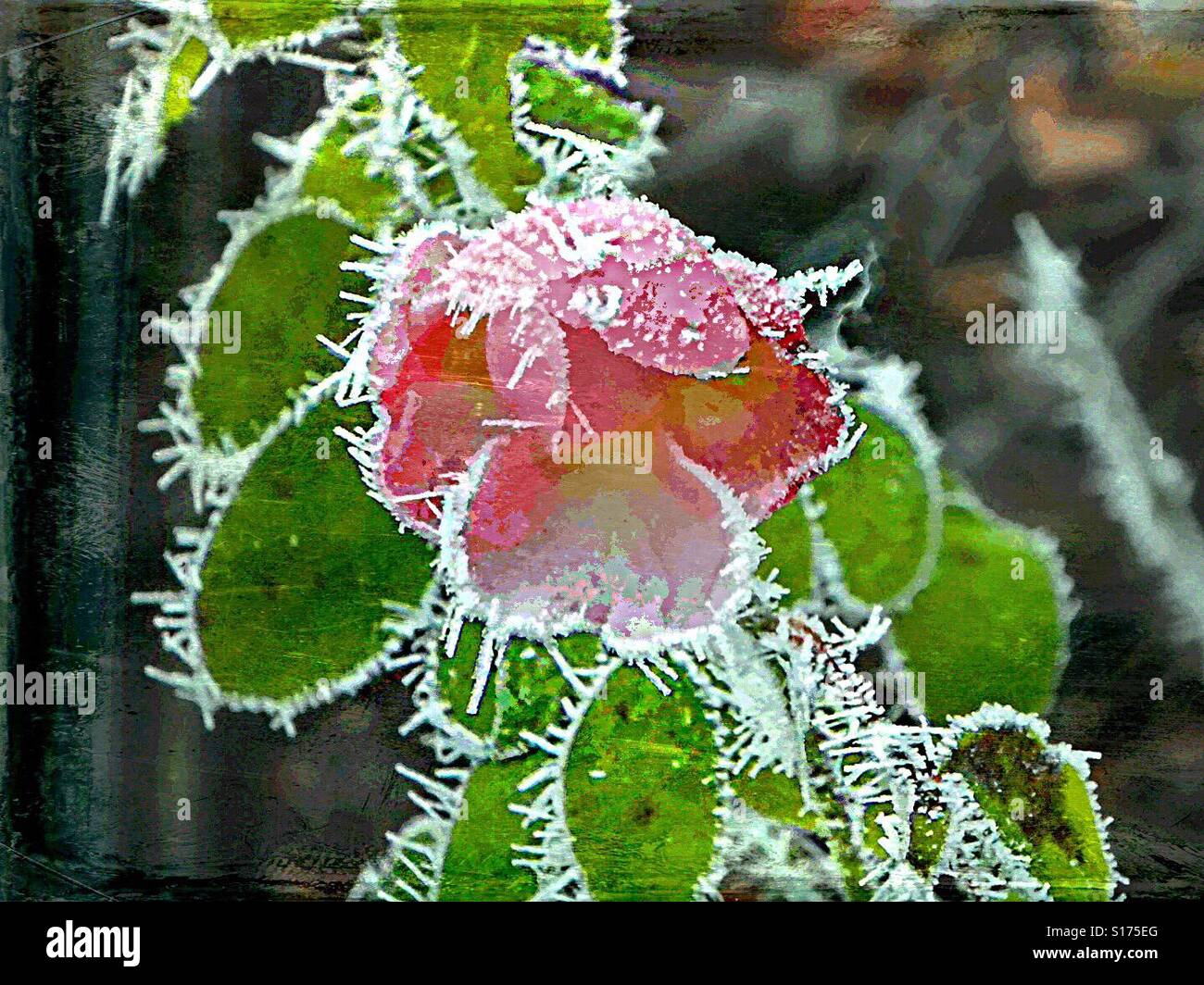 Rose beauty, frozen Stock Photo - Alamy