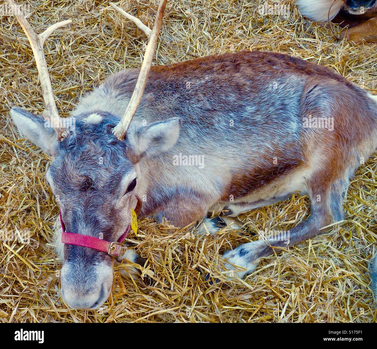 Straw reindeer hi-res stock photography and images - Alamy
