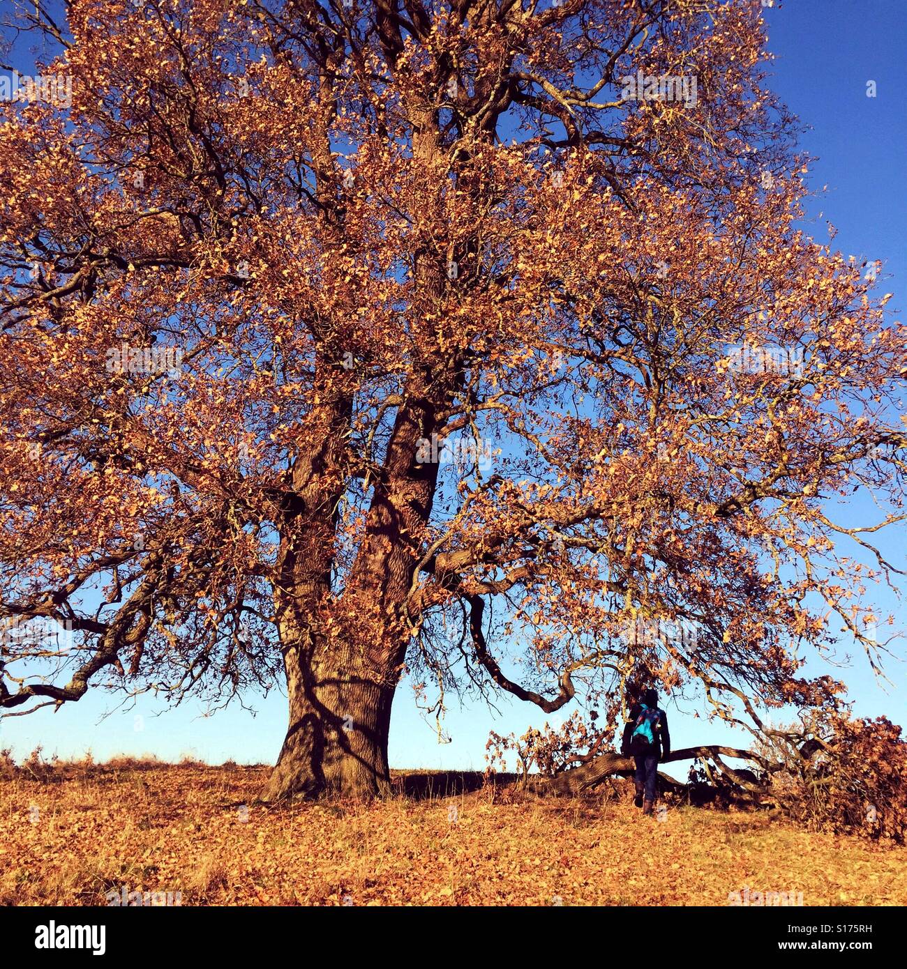 Old man oak hi-res stock photography and images - Alamy