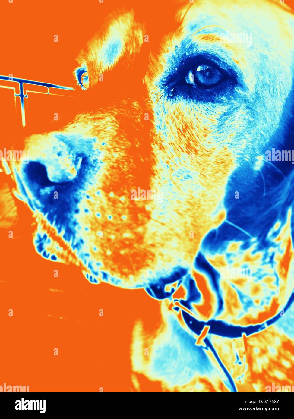 Pointing nose hi-res stock photography and images - Alamy