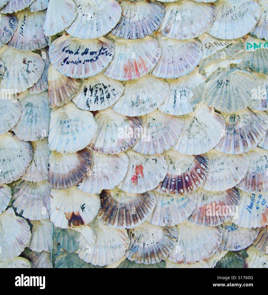 Pilgrims shells hi-res stock photography and images - Alamy