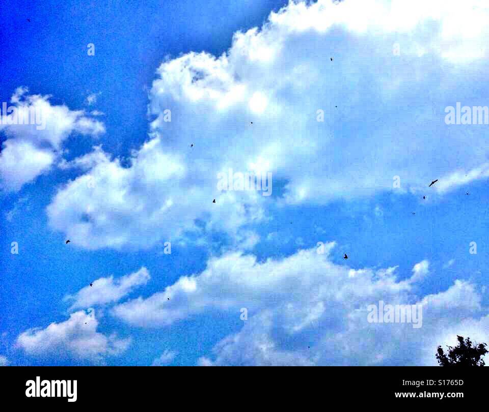 Birds flying around hi-res stock photography and images - Alamy