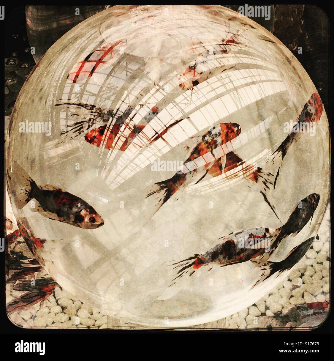 Reflecting world hi-res stock photography and images - Alamy