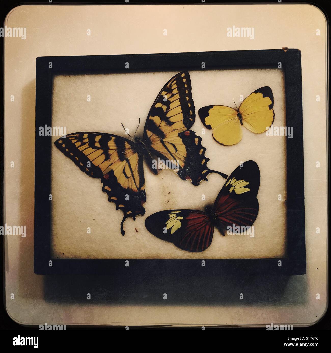 Pinned Butterflies High Resolution Stock Photography and Images - Alamy