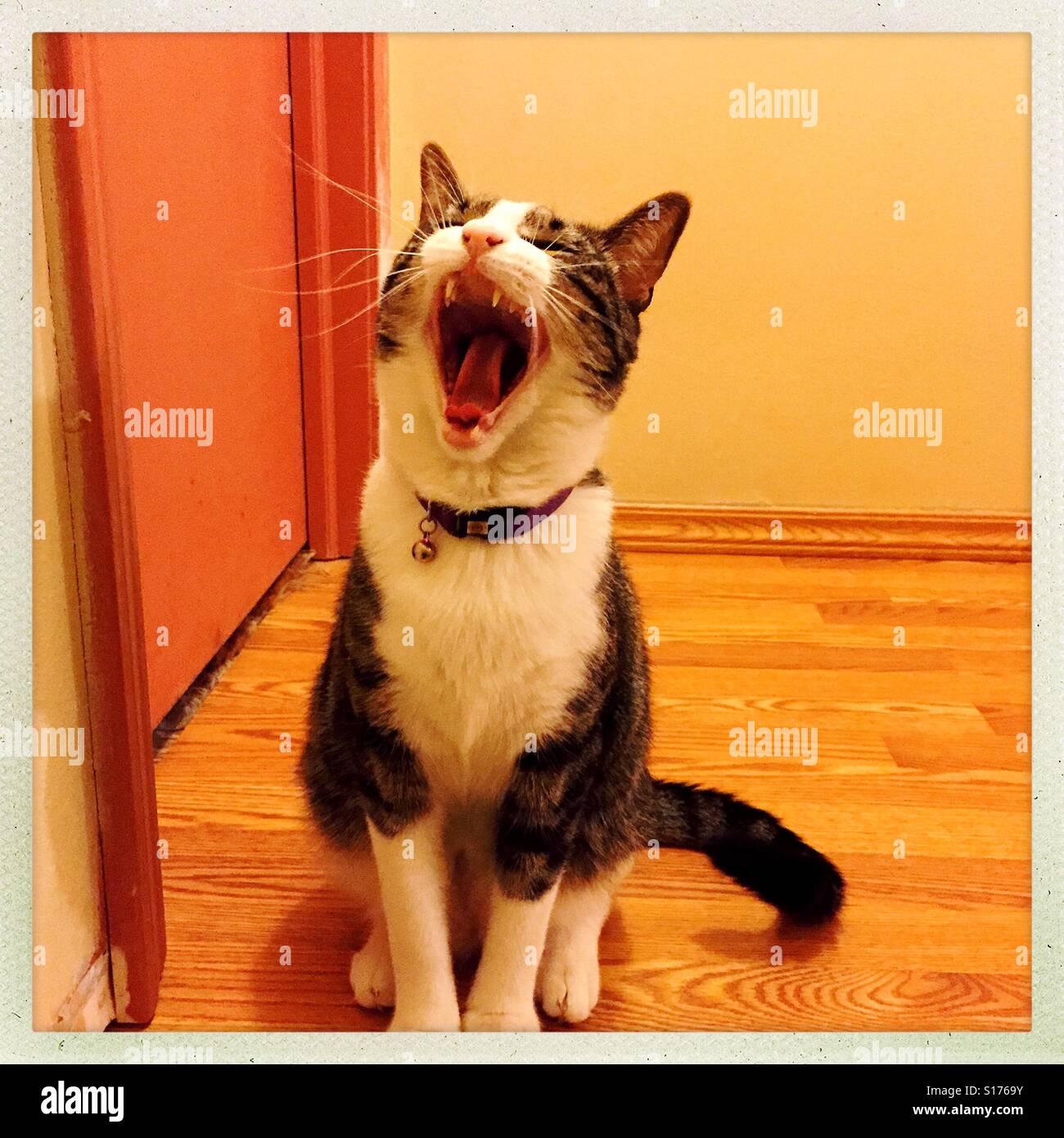 Laughing tabby cat Stock Photo - Alamy