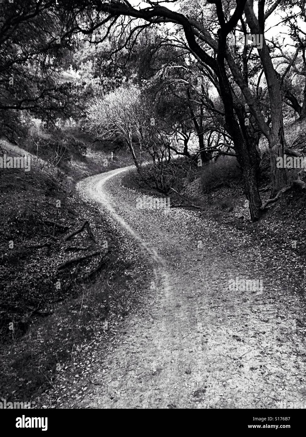Winding path through woods, in black and white Stock Photo - Alamy