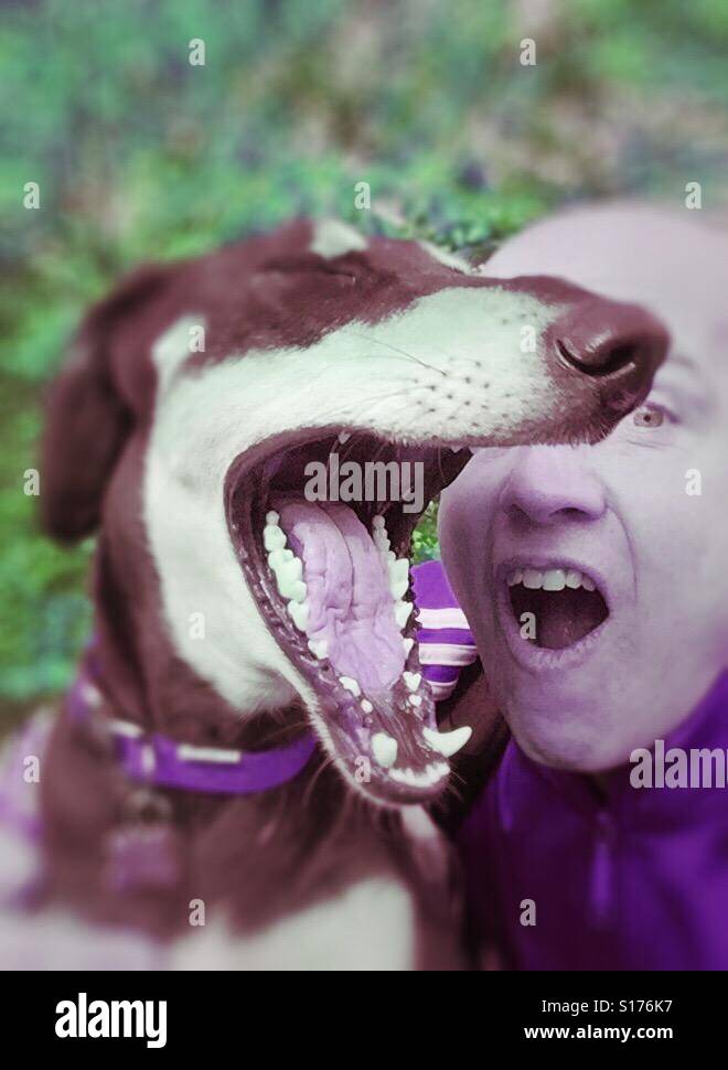 Dog and man laughing Stock Photo - Alamy