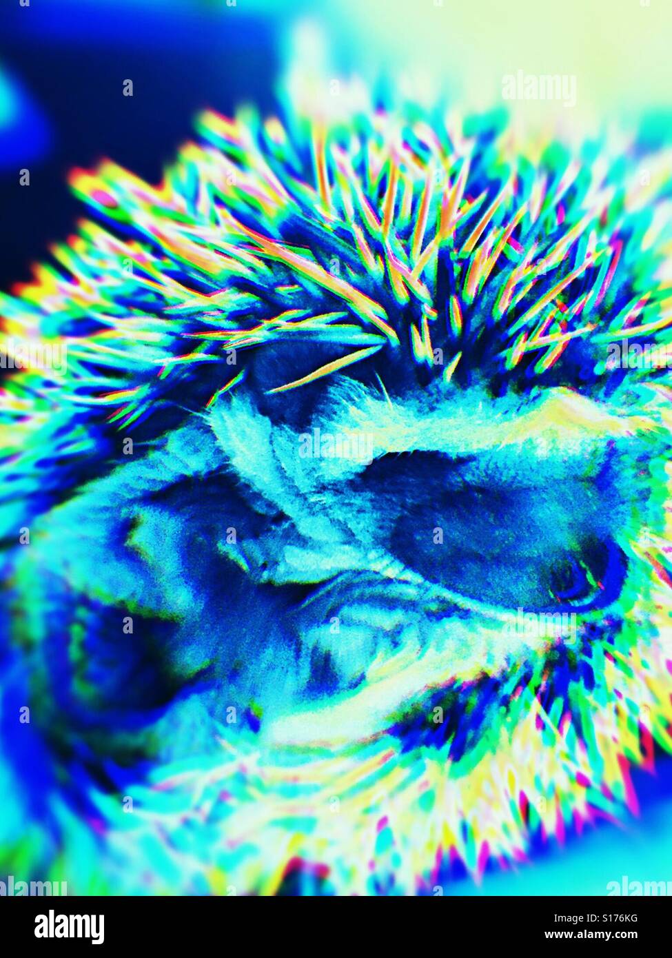 Baby punk hedgehog Stock Photo - Alamy