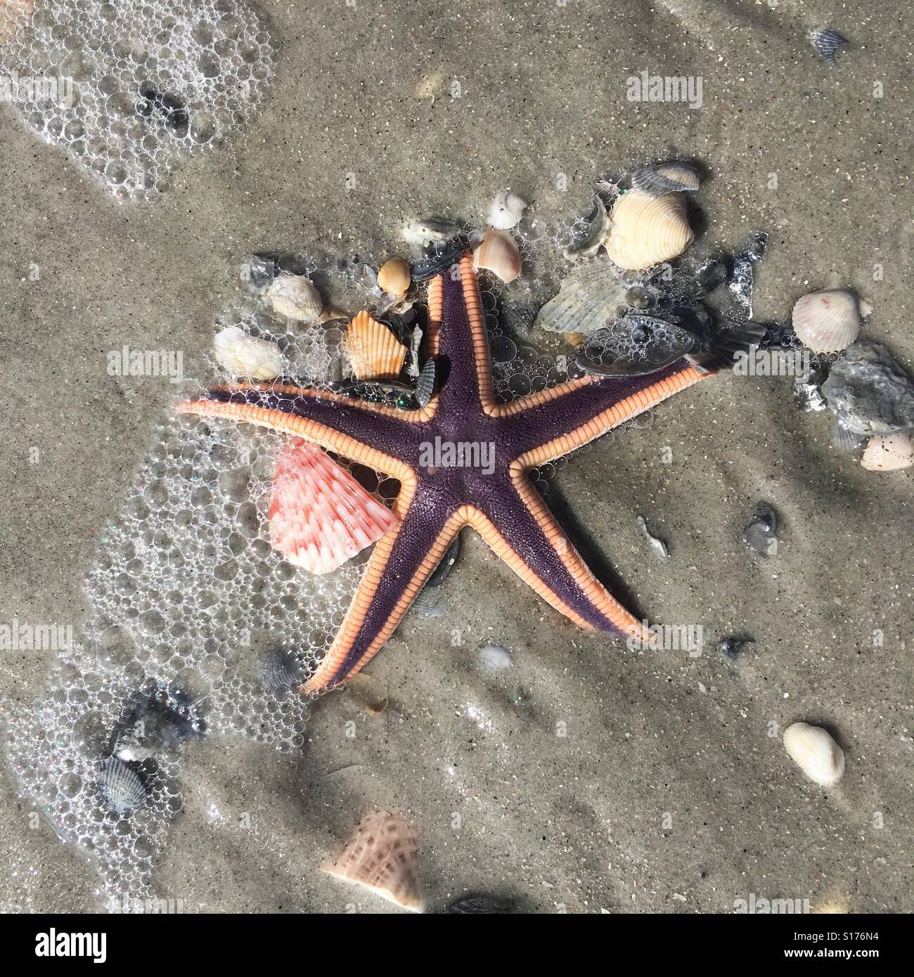 Royal starfish hi-res stock photography and images - Alamy