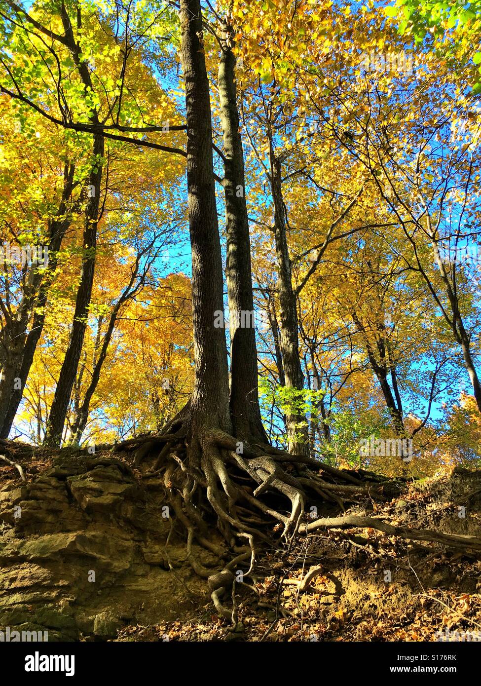 Tree roots on side hi-res stock photography and images - Alamy