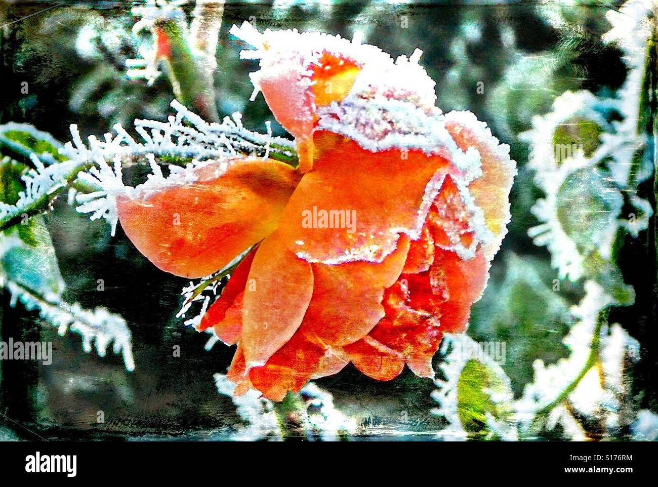 Frozen rose beauty! Stock Photo - Alamy