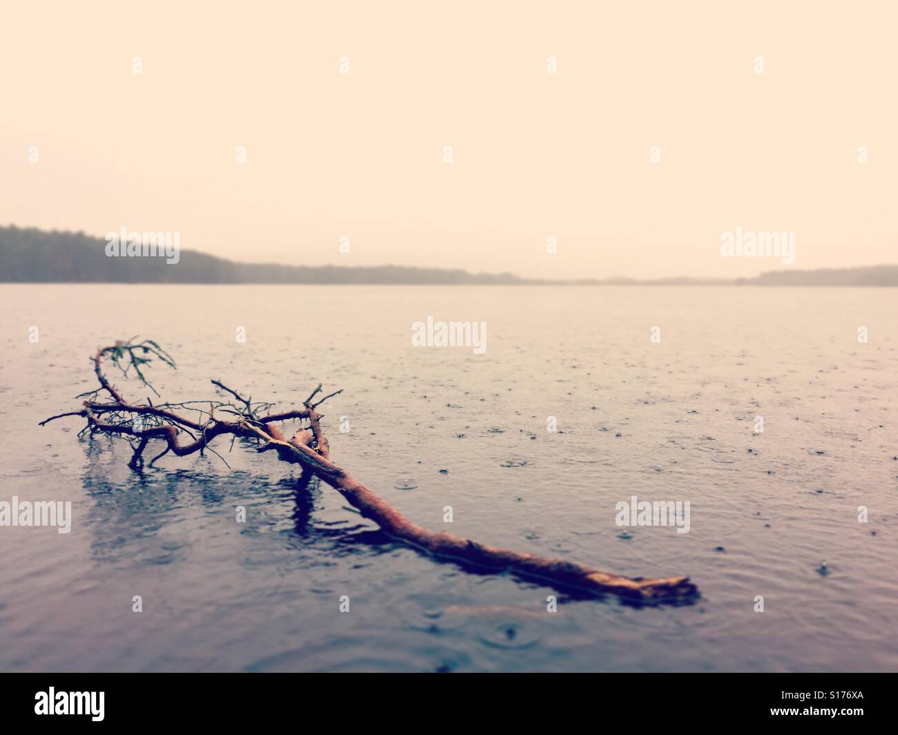 Loch garten nature reserve hi-res stock photography and images - Alamy