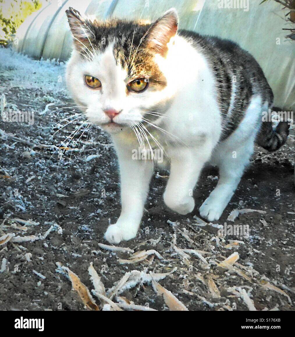 Outdoor pet walk hi-res stock photography and images - Alamy