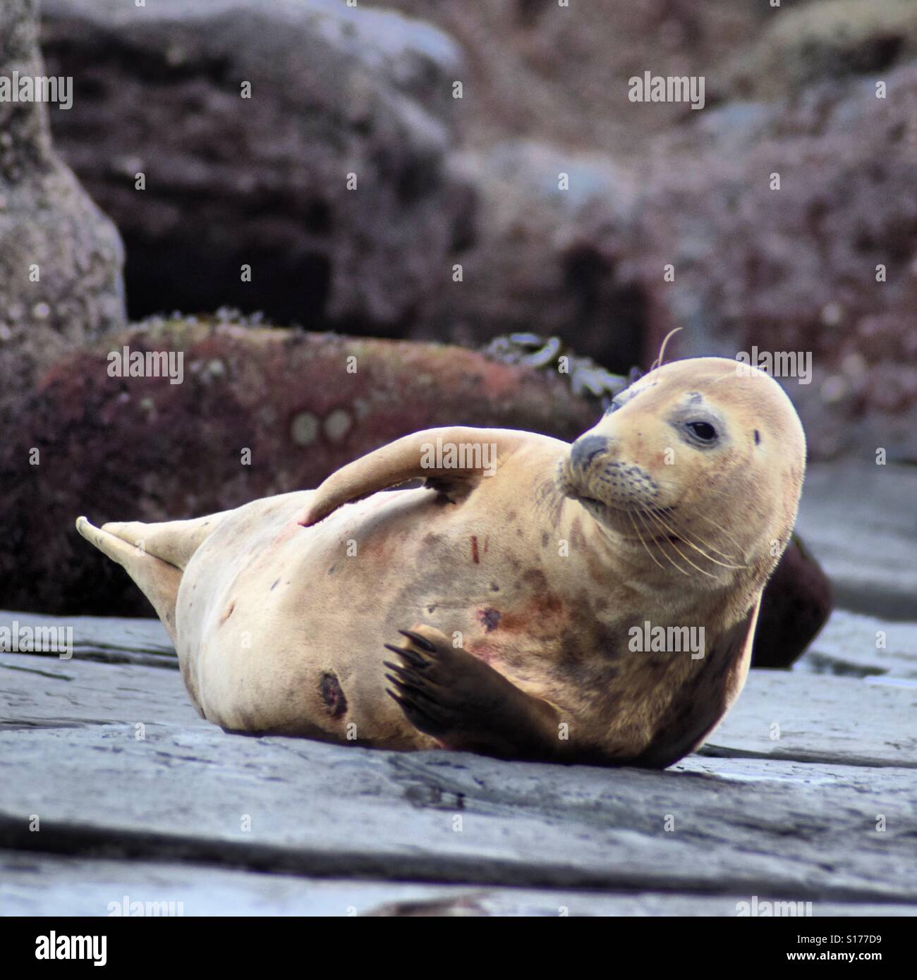 Seal chilling hi-res stock photography and images - Alamy